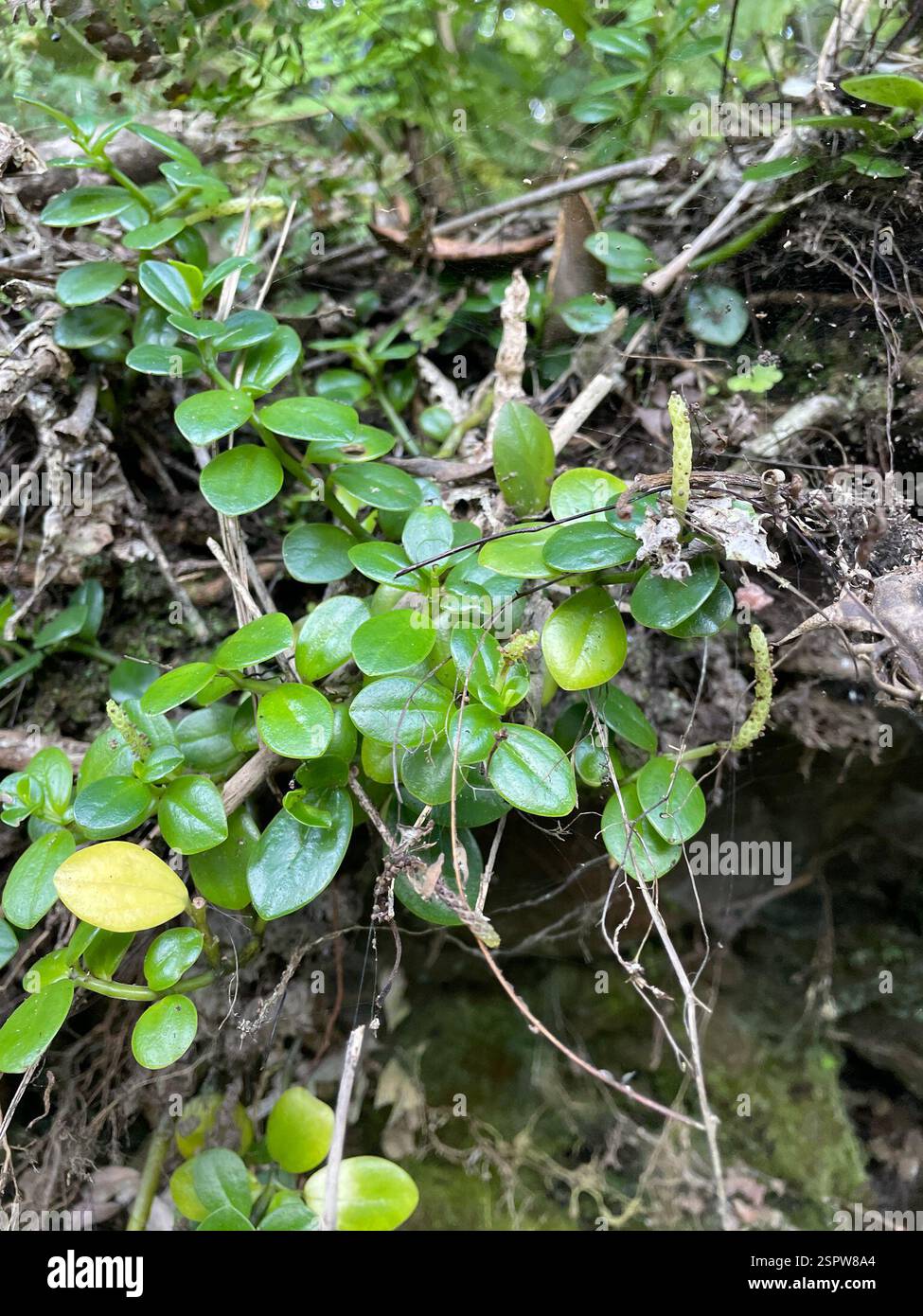 (Peperomia urvilleana), Plantae, North Island, Albert-Eden-Puketapapa ...