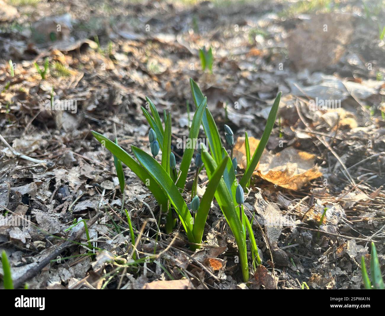 Siberian squill (Scilla siberica), Plantae, Minnesota, US Stock Photo ...