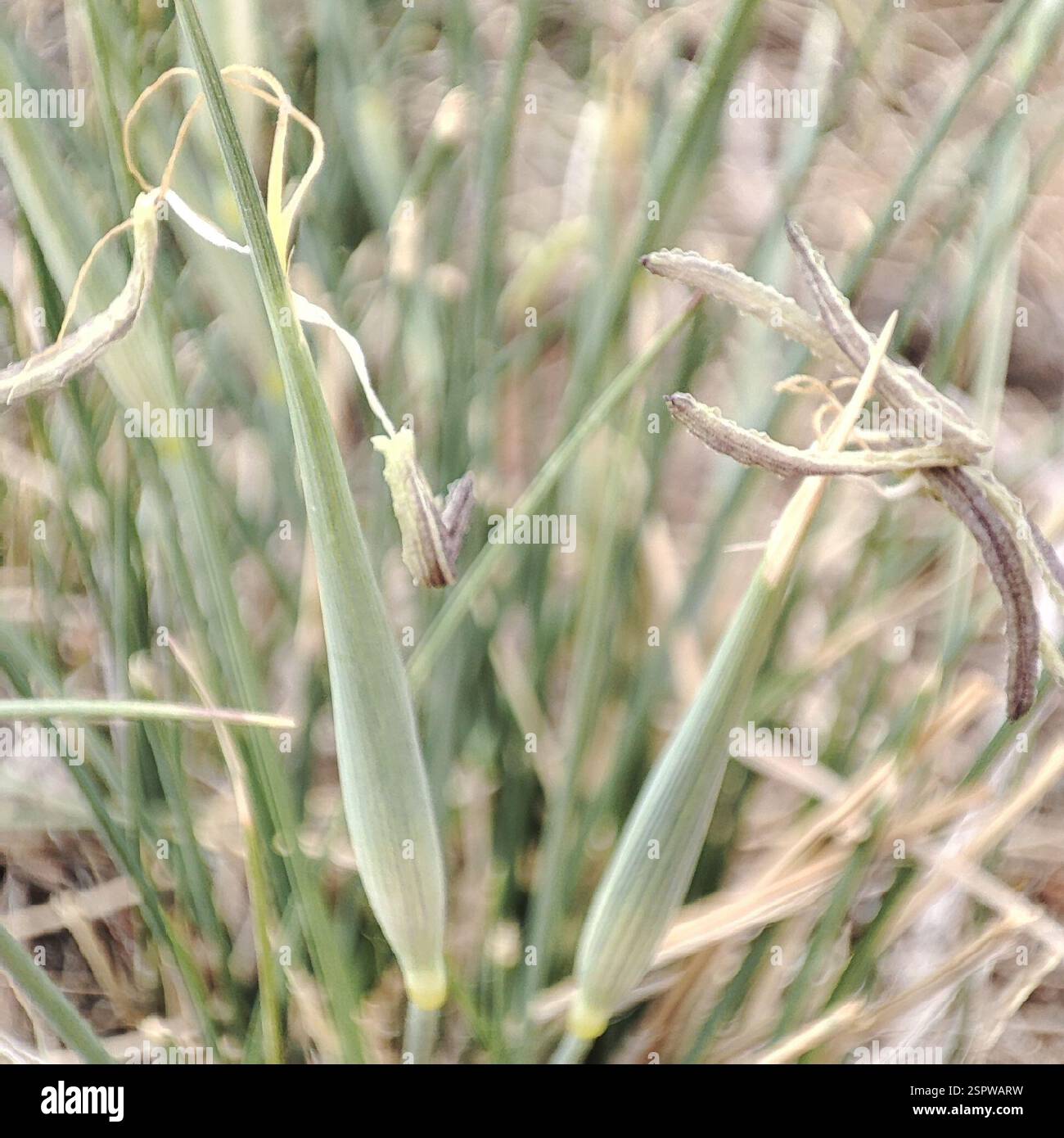 grasses (Poaceae), Plantae, Ouarzazate Province, Morocco Stock Photo ...