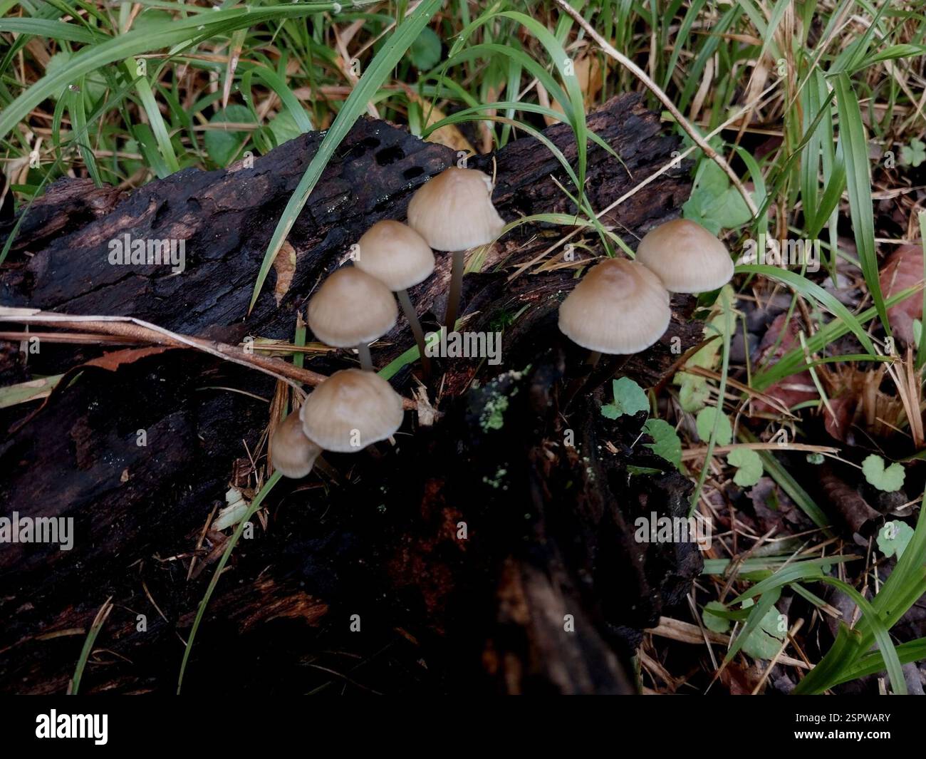 common bonnet (Mycena galericulata), Fungi, George Municipality, South ...