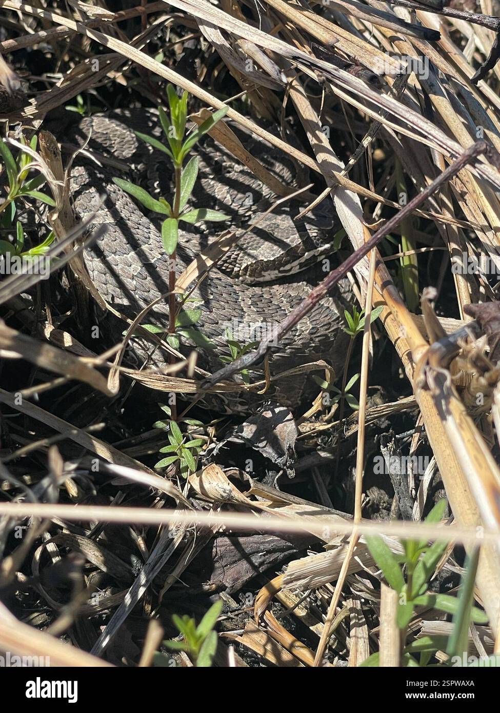 Western Massasauga (Sistrurus tergeminus), Reptilia, Loess Bluffs ...