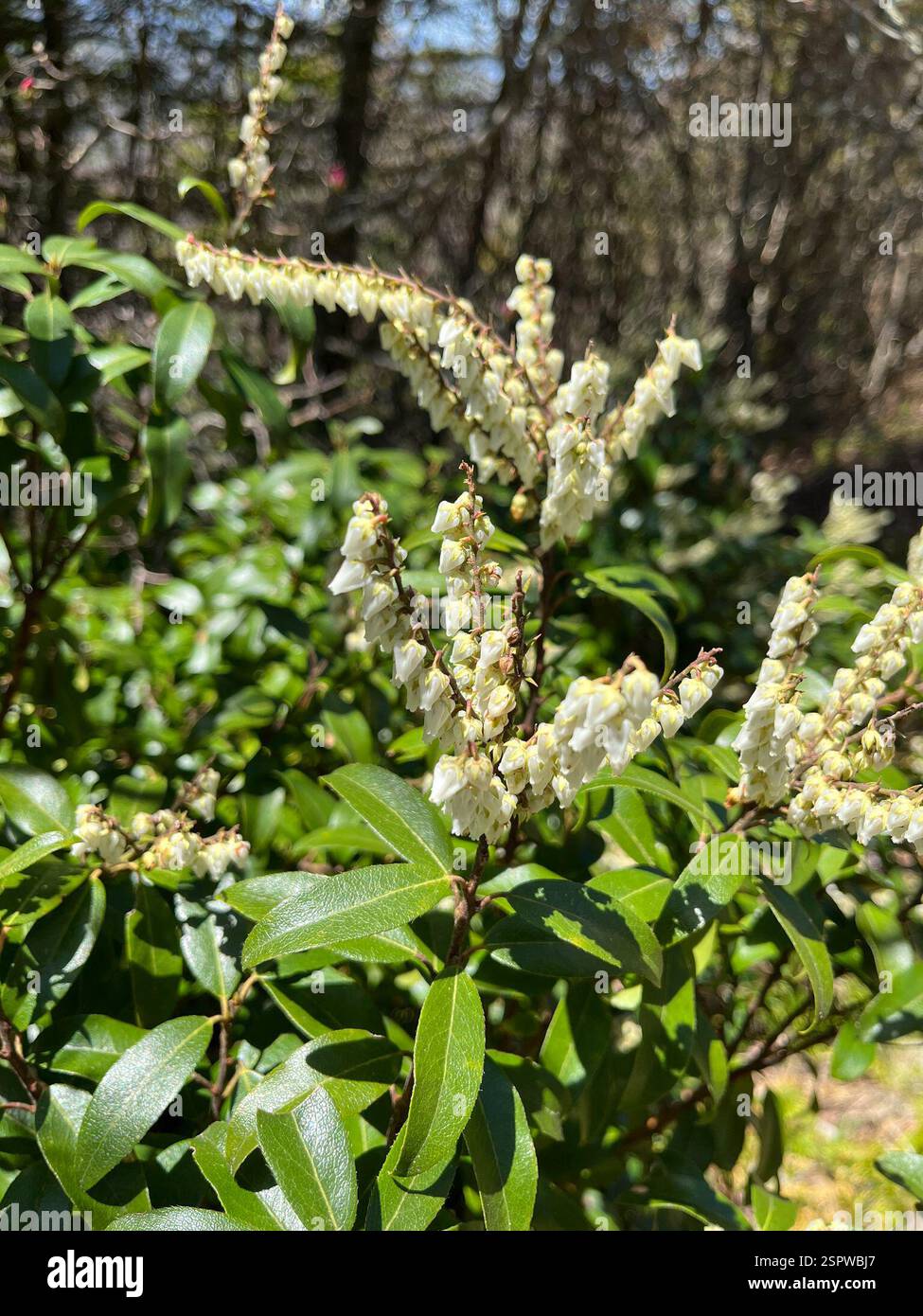 mountain andromeda (Pieris floribunda), Plantae, North Carolina, US ...
