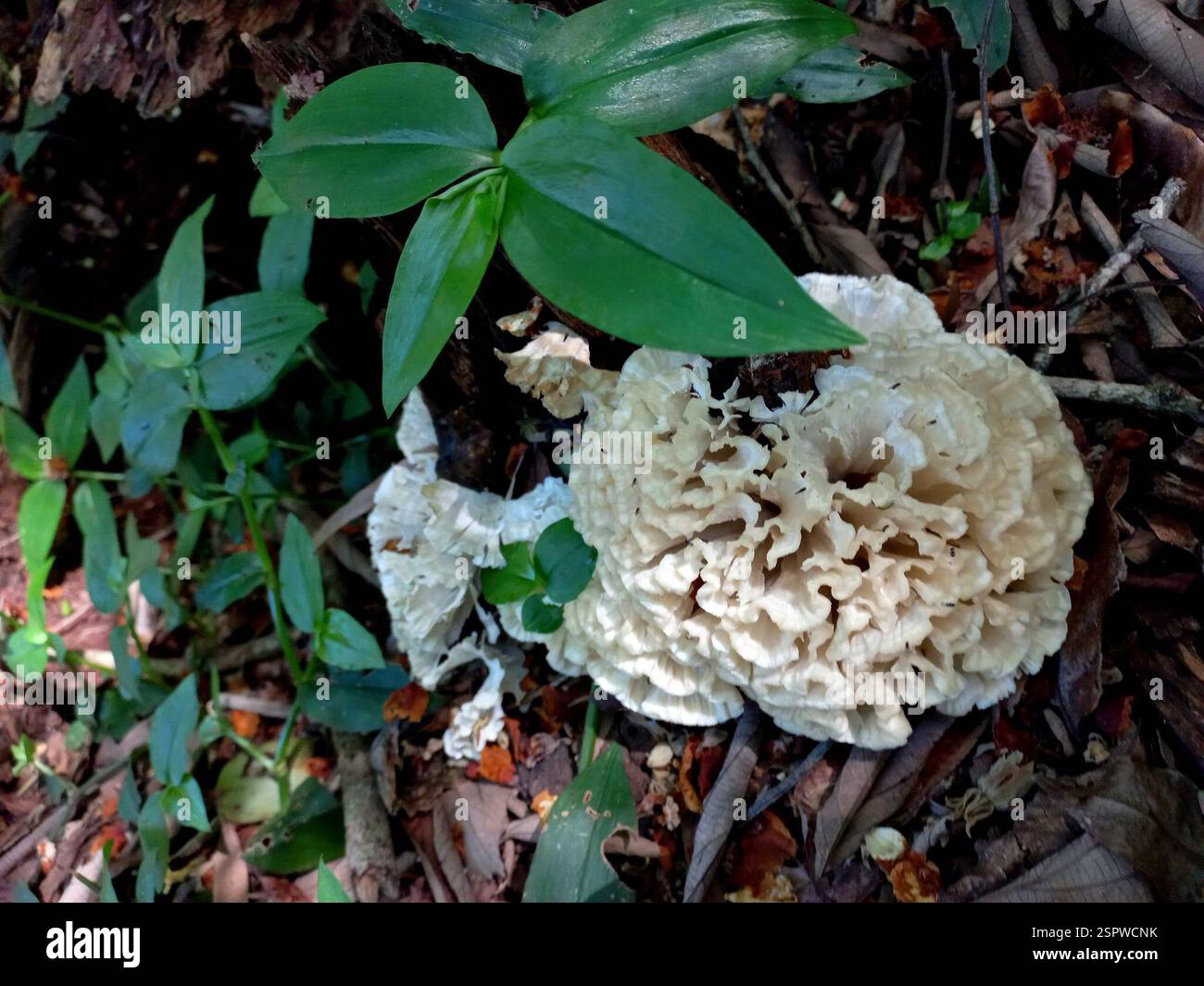 poretooth rosette (Irpex rosettiformis), Fungi, Isla Zapallo Stock ...