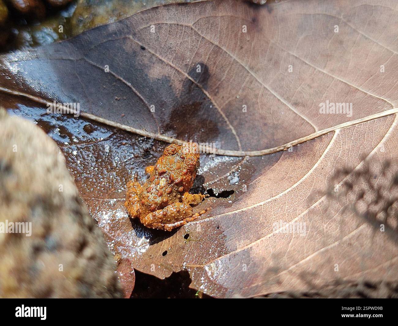 Kerala Warty Frog (Minervarya keralensis), Amphibia, Konni, Kerala ...