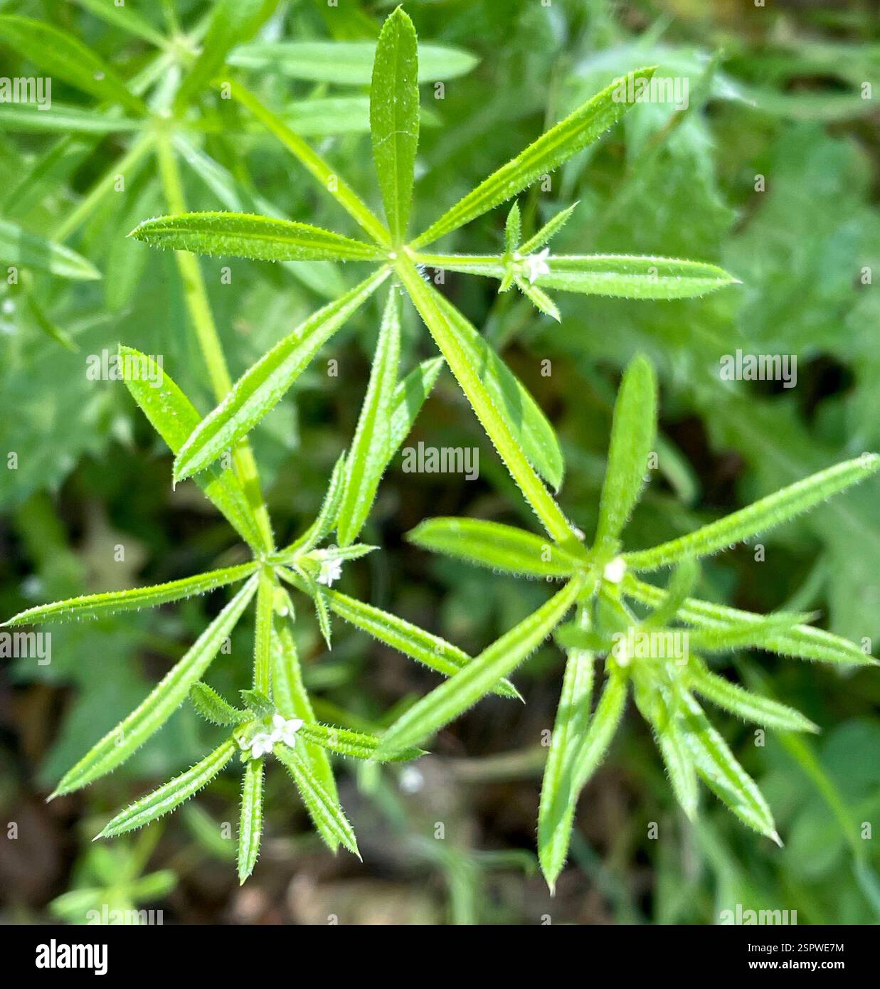 catchweed bedstraw (Galium aparine), Plantae, Old Stage Rd, San Juan ...