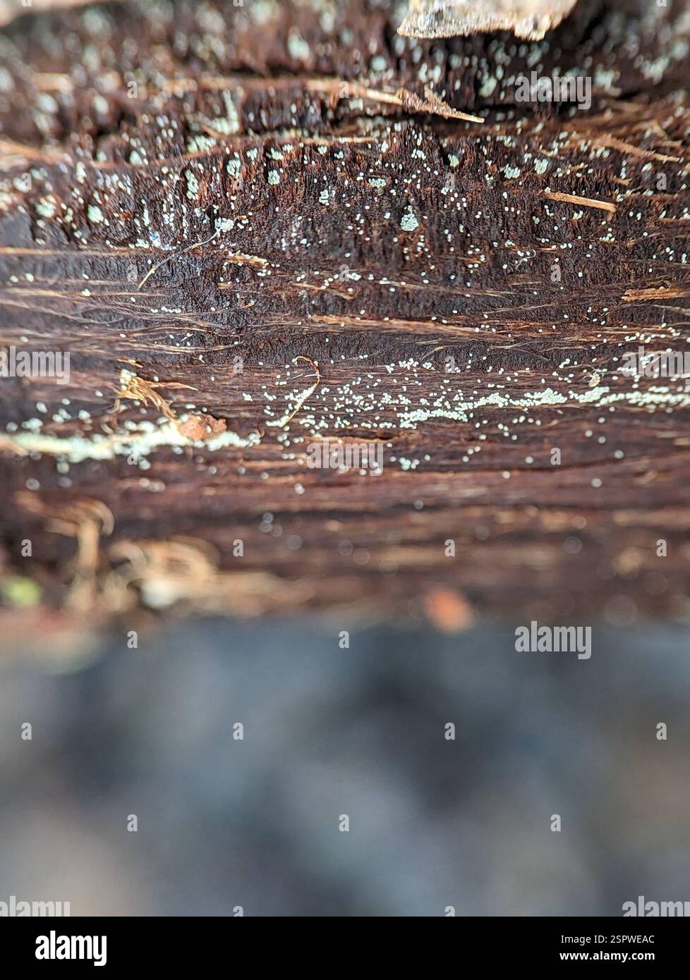 white tubelet (Henningsomyces candidus), Fungi, Ithaca, NY, USA Stock ...