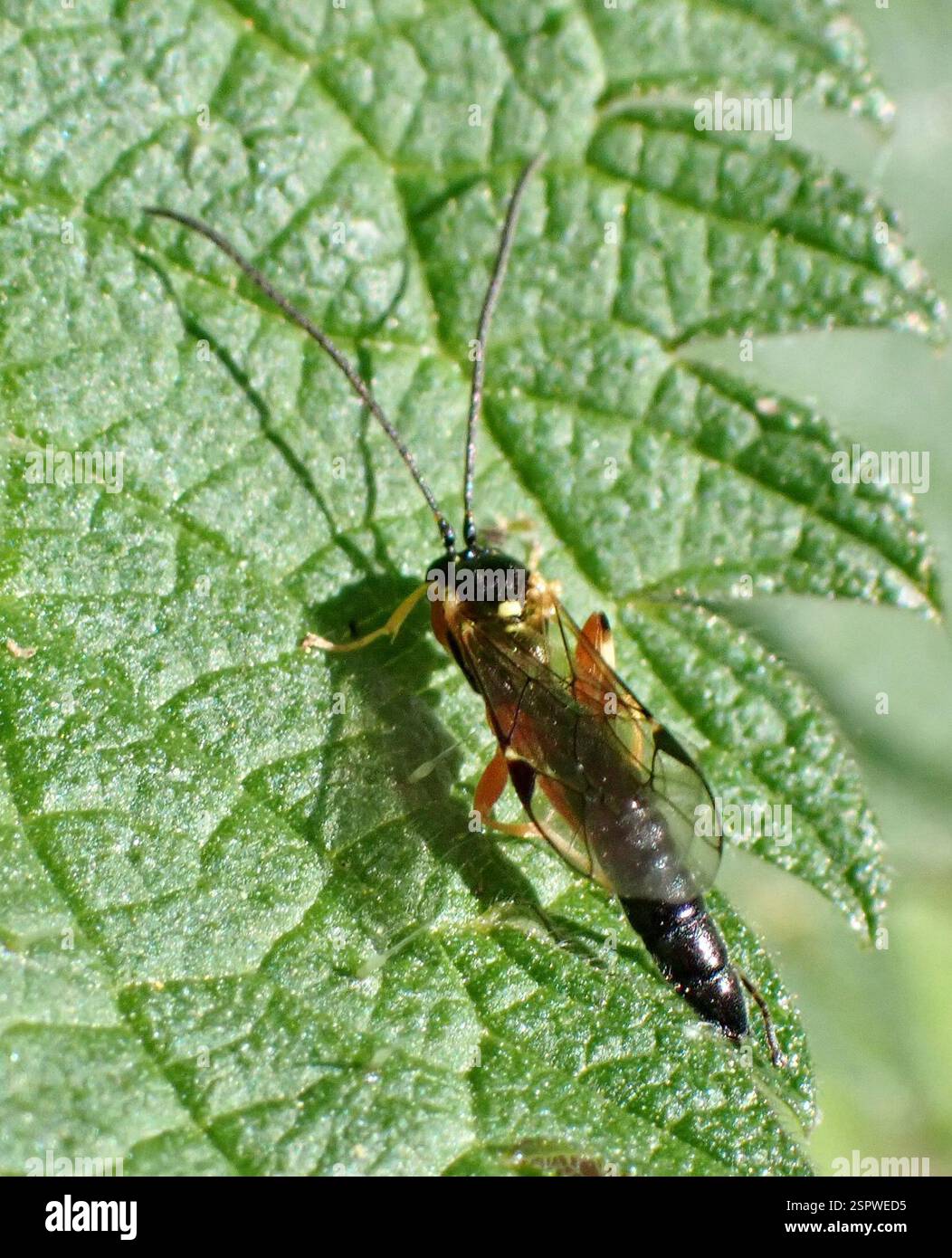 (Apechthis quadridentata), Insecta, Nieuwe Tiend, Udenhout, North ...
