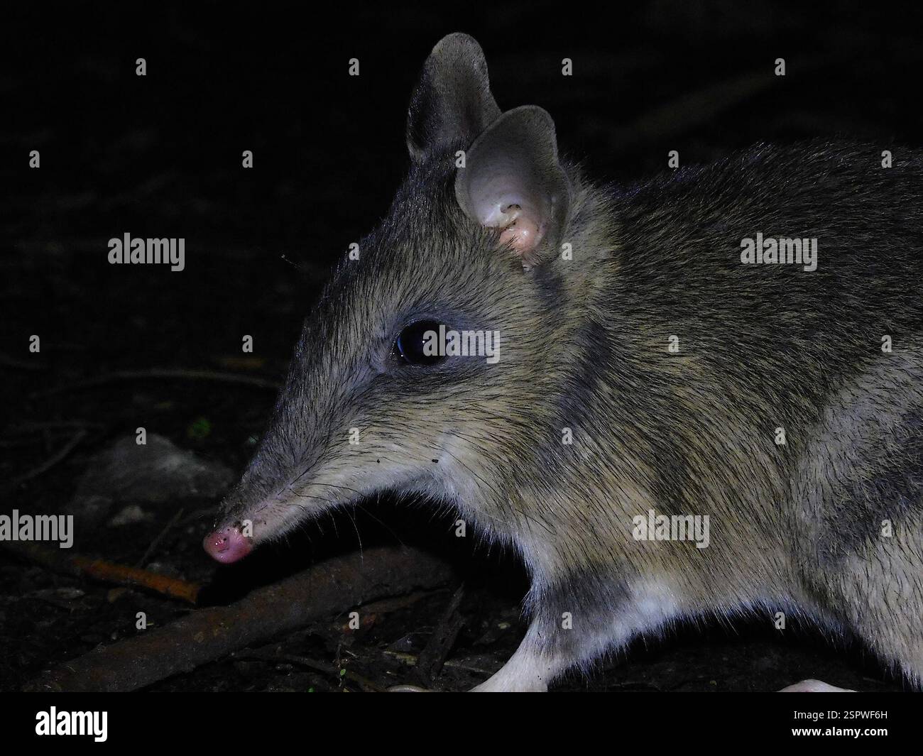 Eastern Barred Bandicoot (Perameles gunnii), Mammalia, Truganini Track ...