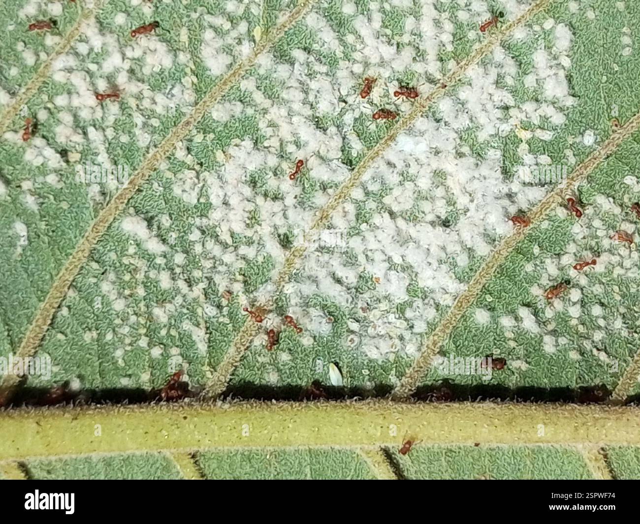 (Wasmannia), Insecta, Aragarças - GO, 76240-000, Brasil Stock Photo - Alamy