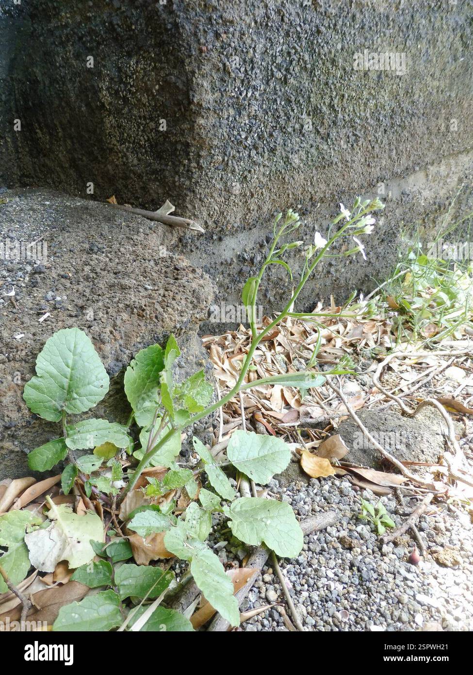 garden radish (Raphanus raphanistrum sativus), Plantae, Misakimachi ...