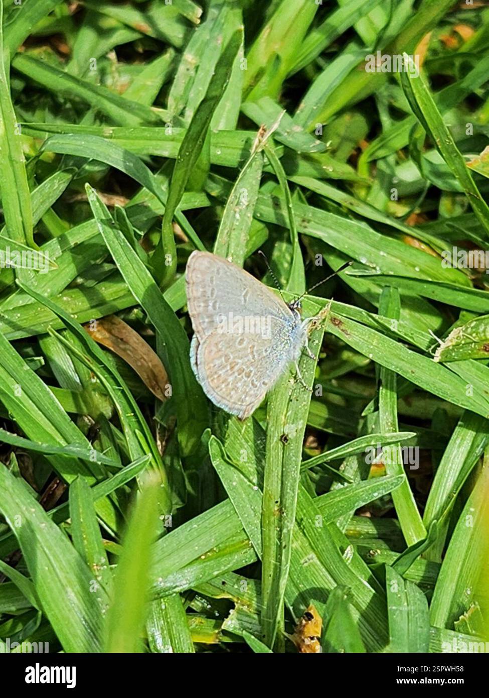 Common Grass-blue (Zizina otis labradus), Insecta, Manyana Stock Photo ...
