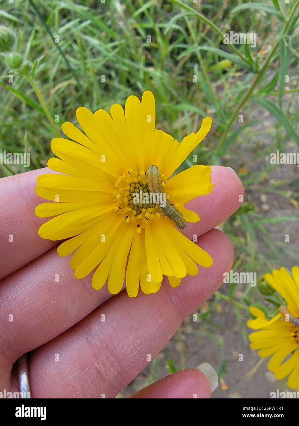 tarweeds, silverswords, and allies (Madieae), Plantae, Auberry, CA ...