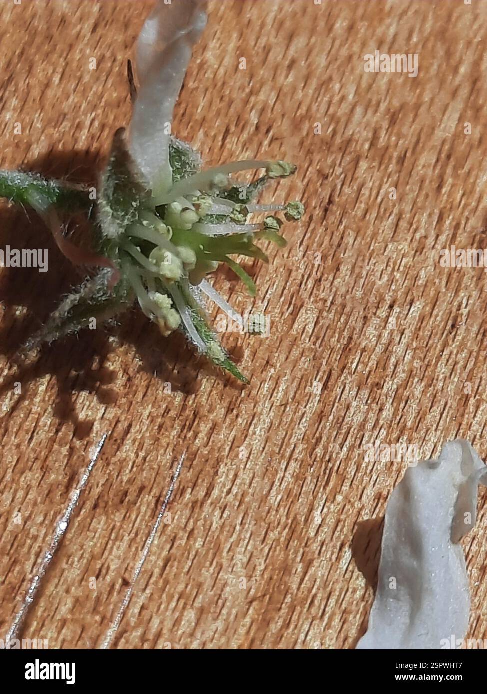 Canadian serviceberry (Amelanchier canadensis), Plantae, Poughquag, NY ...