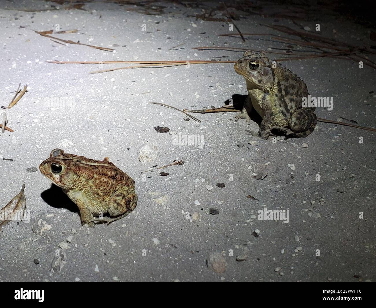 Southern Toad (Anaxyrus terrestris), Amphibia, Florida, US Stock Photo ...