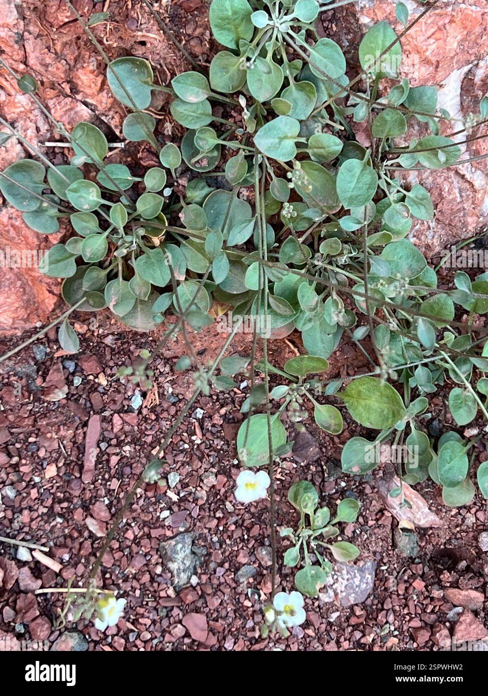 white bladderpod (Physaria purpurea), Plantae, Grand Canyon National ...