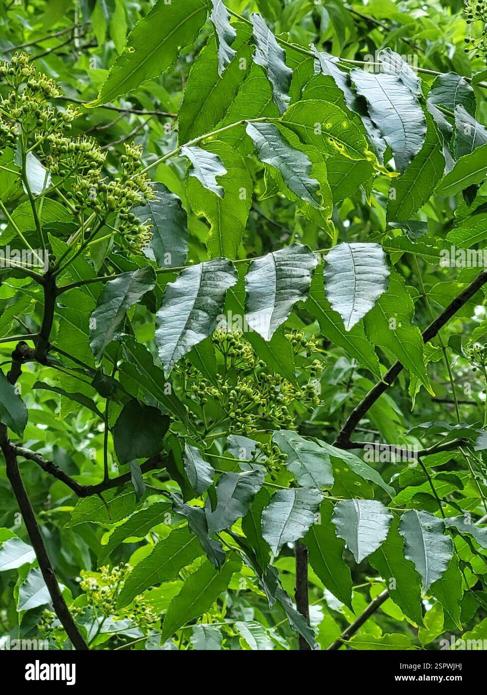 Hercules' club (Zanthoxylum clava-herculis), Plantae, 622 Rainforest Ln ...