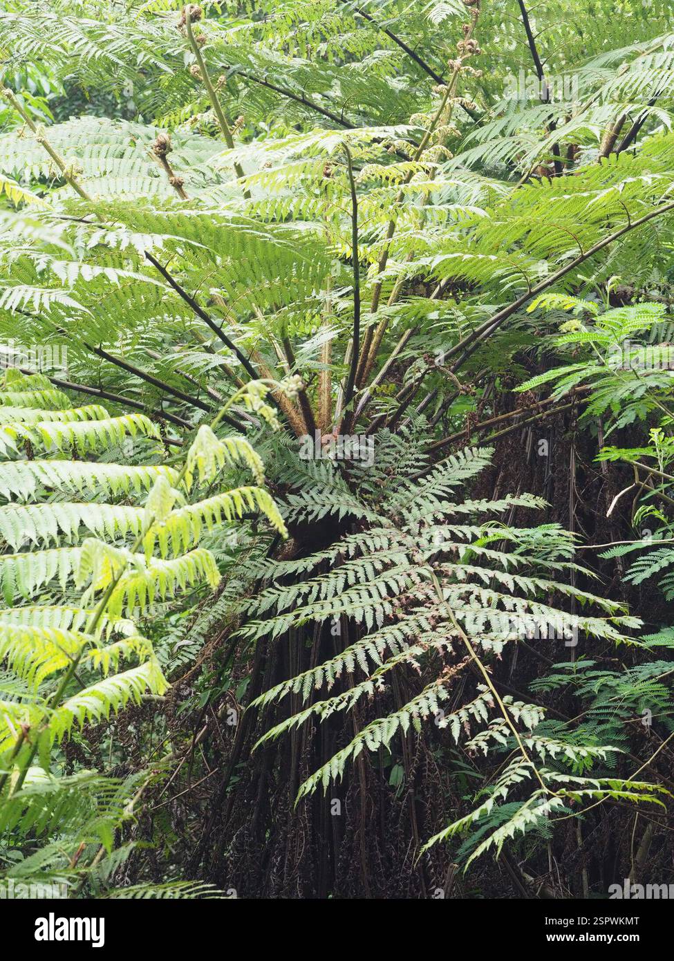 Spiny Tree Fern (Alsophila spinulosa), Plantae, 台灣台北 Stock Photo - Alamy