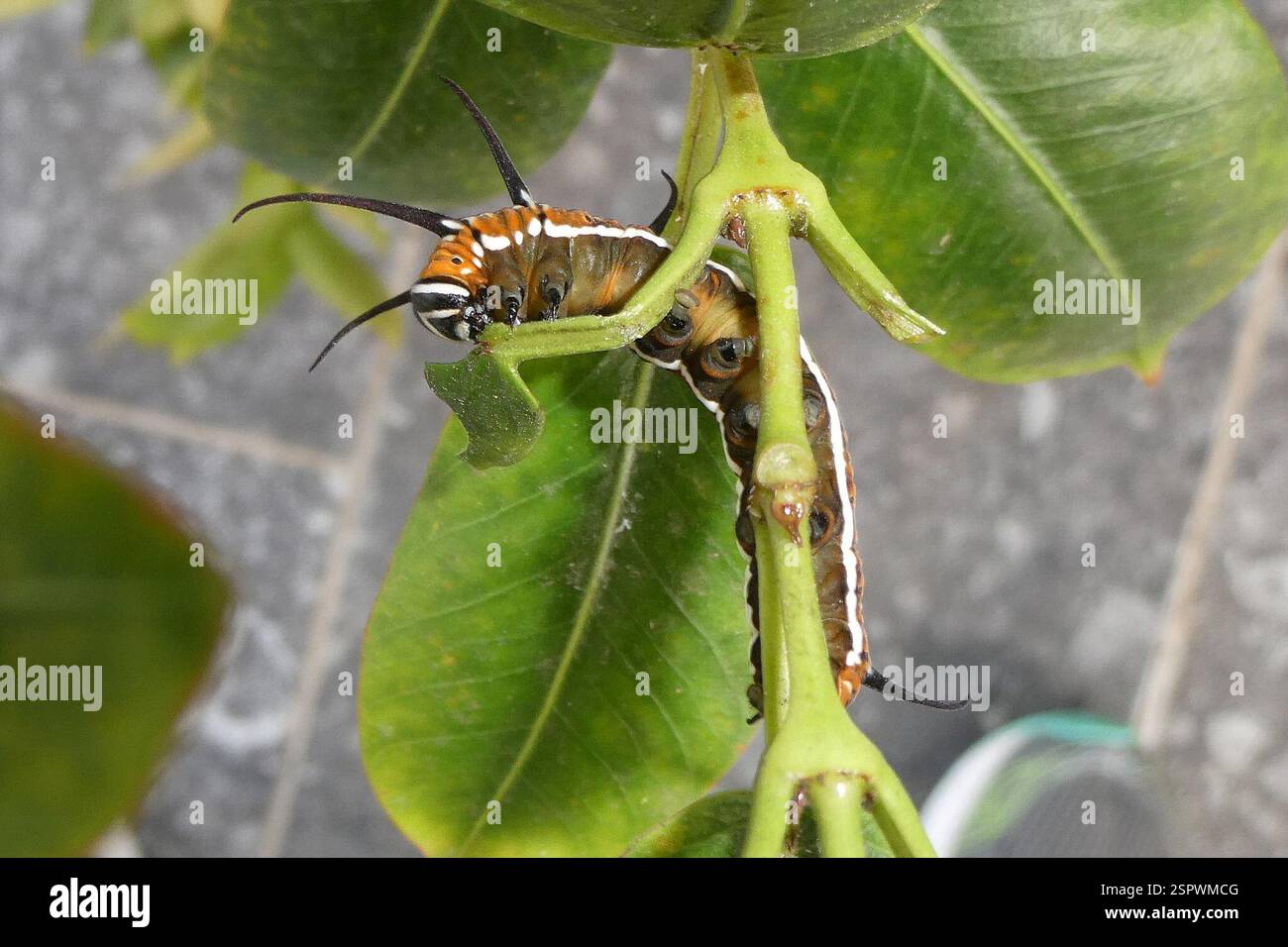 Common Crow Butterfly (Euploea core), Insecta, Sinnamon Park, Brisbane ...