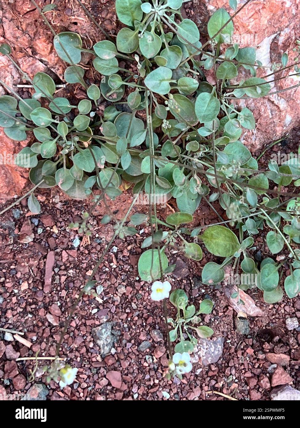 white bladderpod (Physaria purpurea), Plantae, Grand Canyon National ...