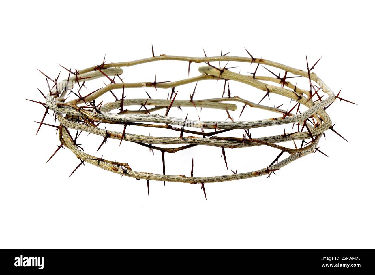 A crown of tree branches with sharp long xiphoid thorns on a white ...