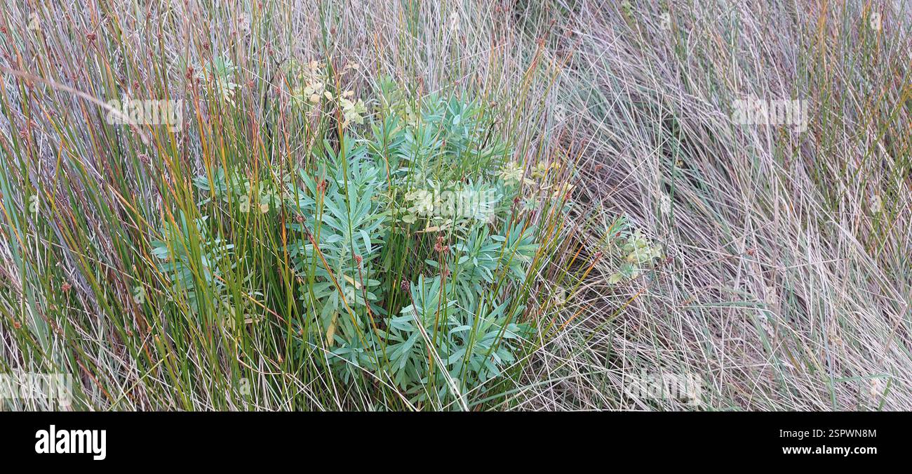 Shore Spurge (Euphorbia glauca), Plantae, Chatham Islands, Rekohu ...