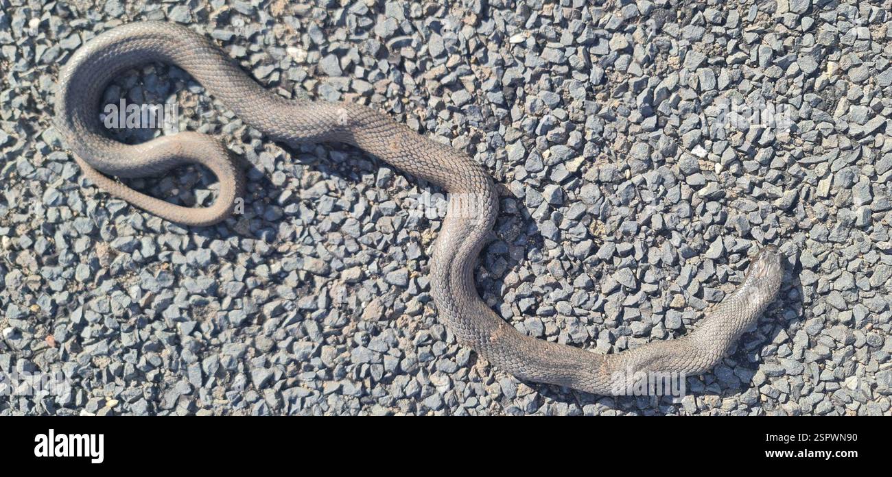 Blue-bellied Black Snake (Pseudechis guttatus), Reptilia, Carroll NSW ...