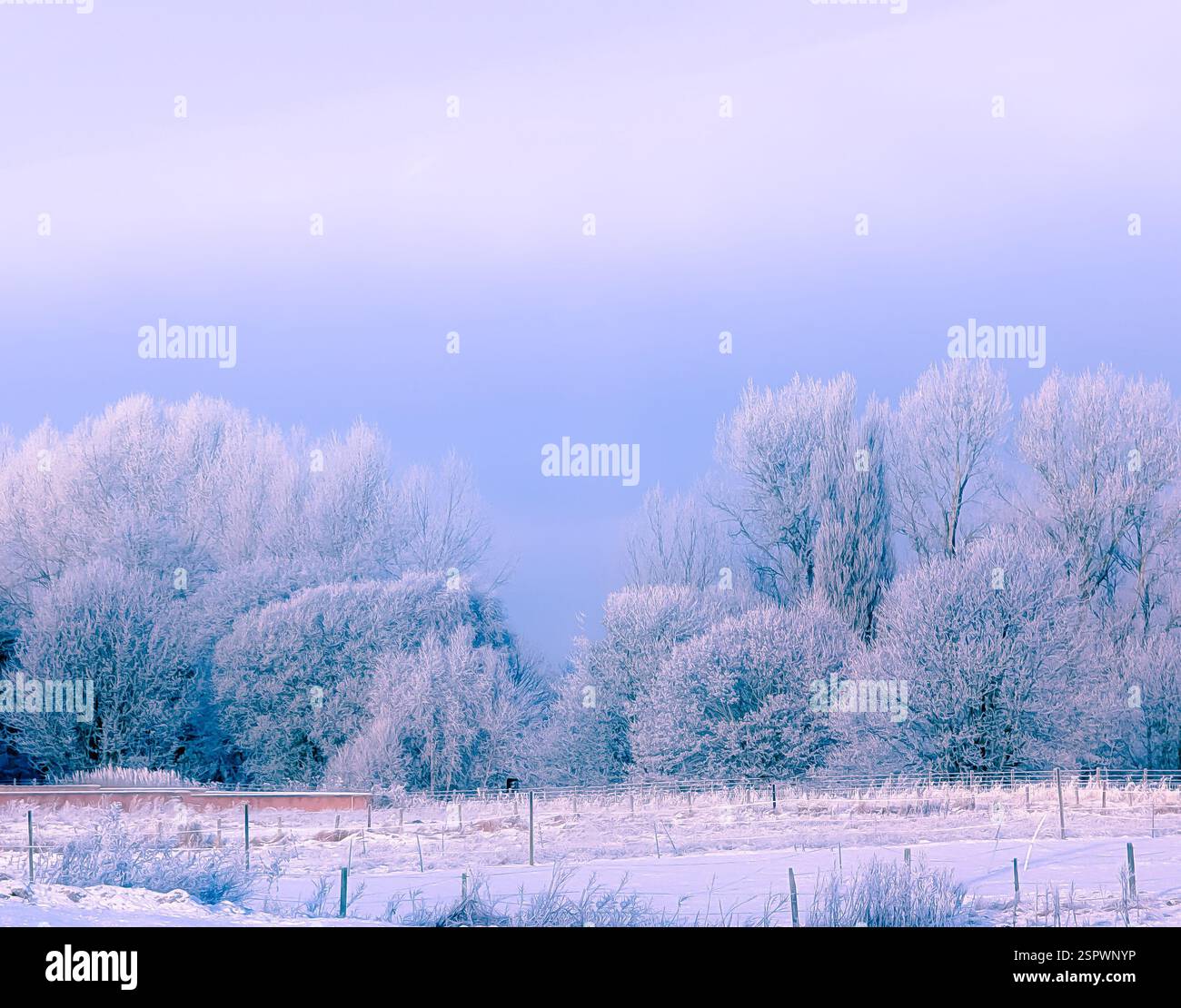 Snowy winter morning, Frozen Trees, farmland scenery in the Scottish ...