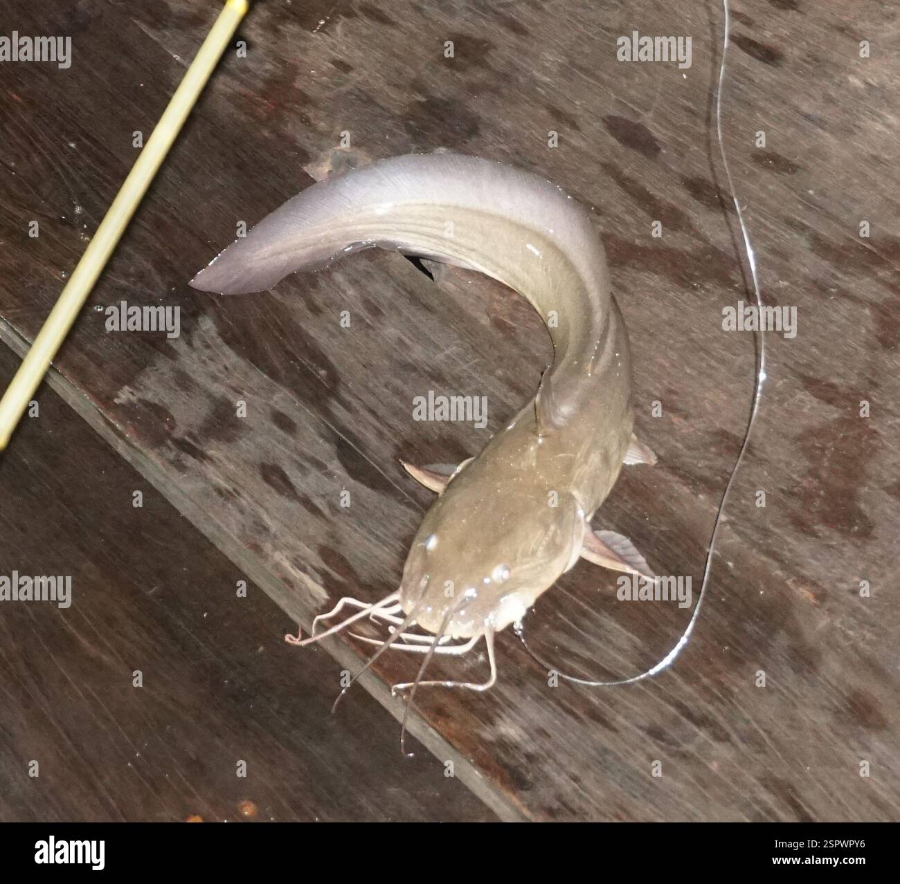 Eel Catfish (Plotosus canius), Actinopterygii, Tako, Thung Tako ...