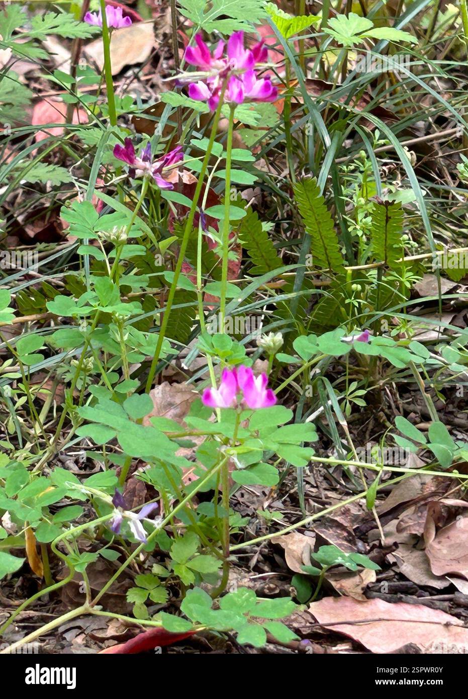 Chinese Milkvetch (Astragalus sinicus), Plantae, Cili, Zhangjiajie ...