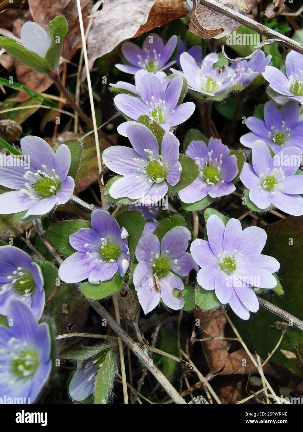 round-lobed hepatica (Hepatica americana), Plantae, Ontario, CA, Doesn ...