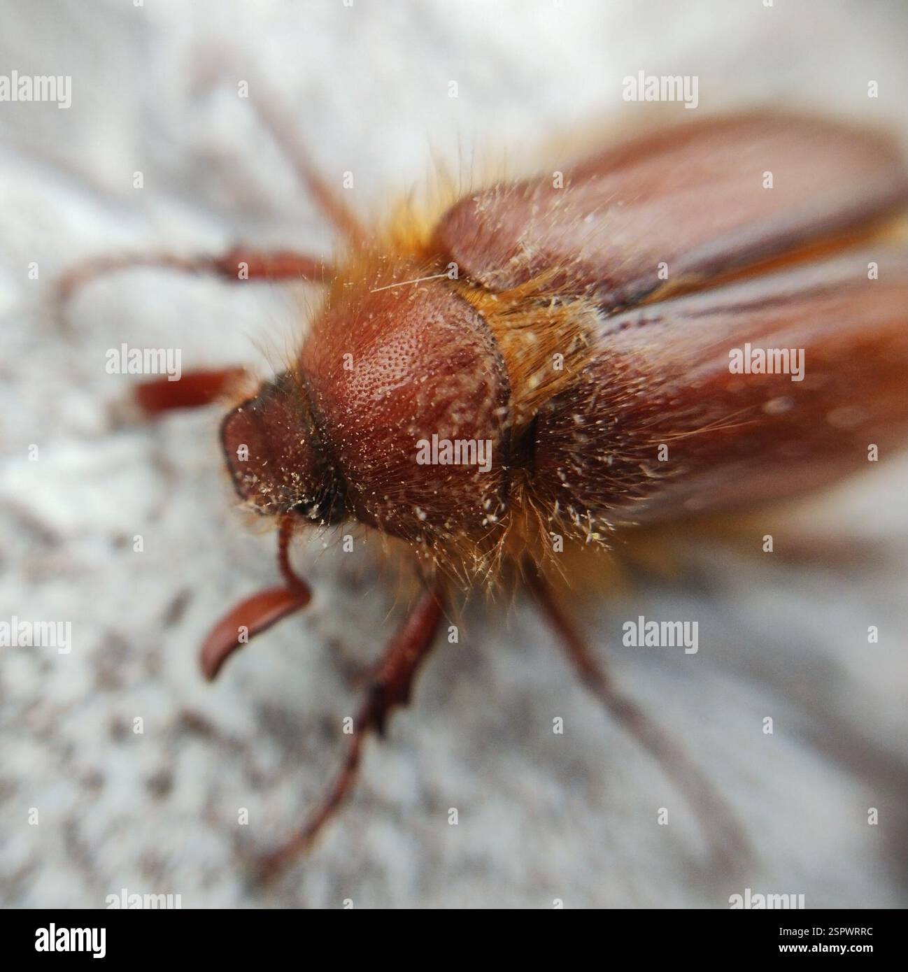 (Holochelus aequinoctialis), Insecta, 1137 Pancharevo, Bulgaria Stock ...