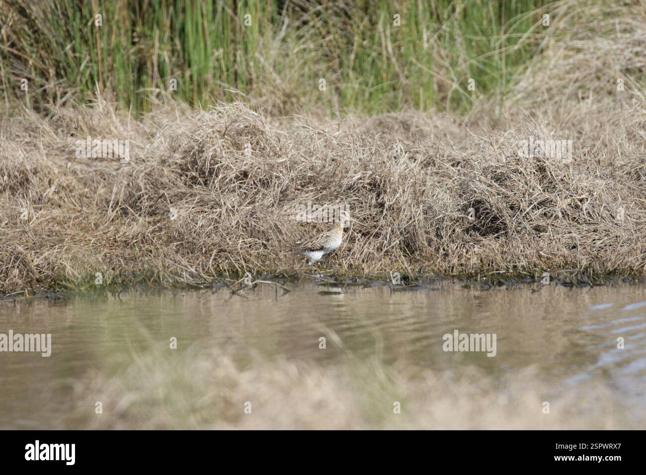 Latham's Snipe (Gallinago hardwickii), Aves, Melbourne VIC, Australia ...