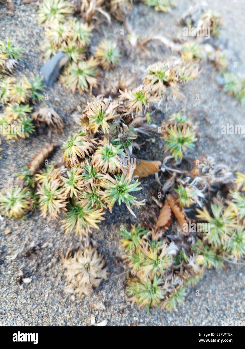 Bolax hi-res stock photography and images - Alamy