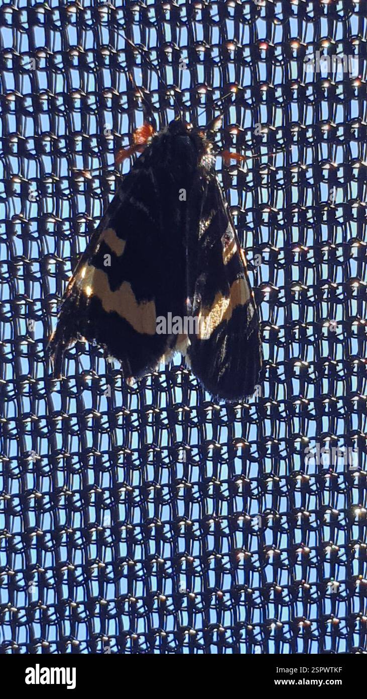 Australian Grapevine Moth (Phalaenoides glycinae), Insecta, Morphett ...