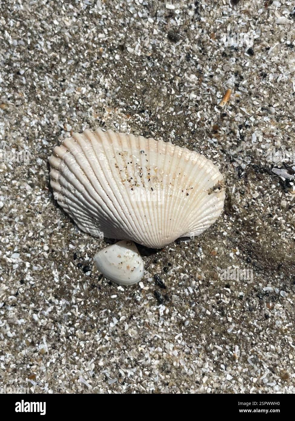 Transverse Ark (Anadara transversa), Mollusca, Gulf of Mexico, Bolivar ...