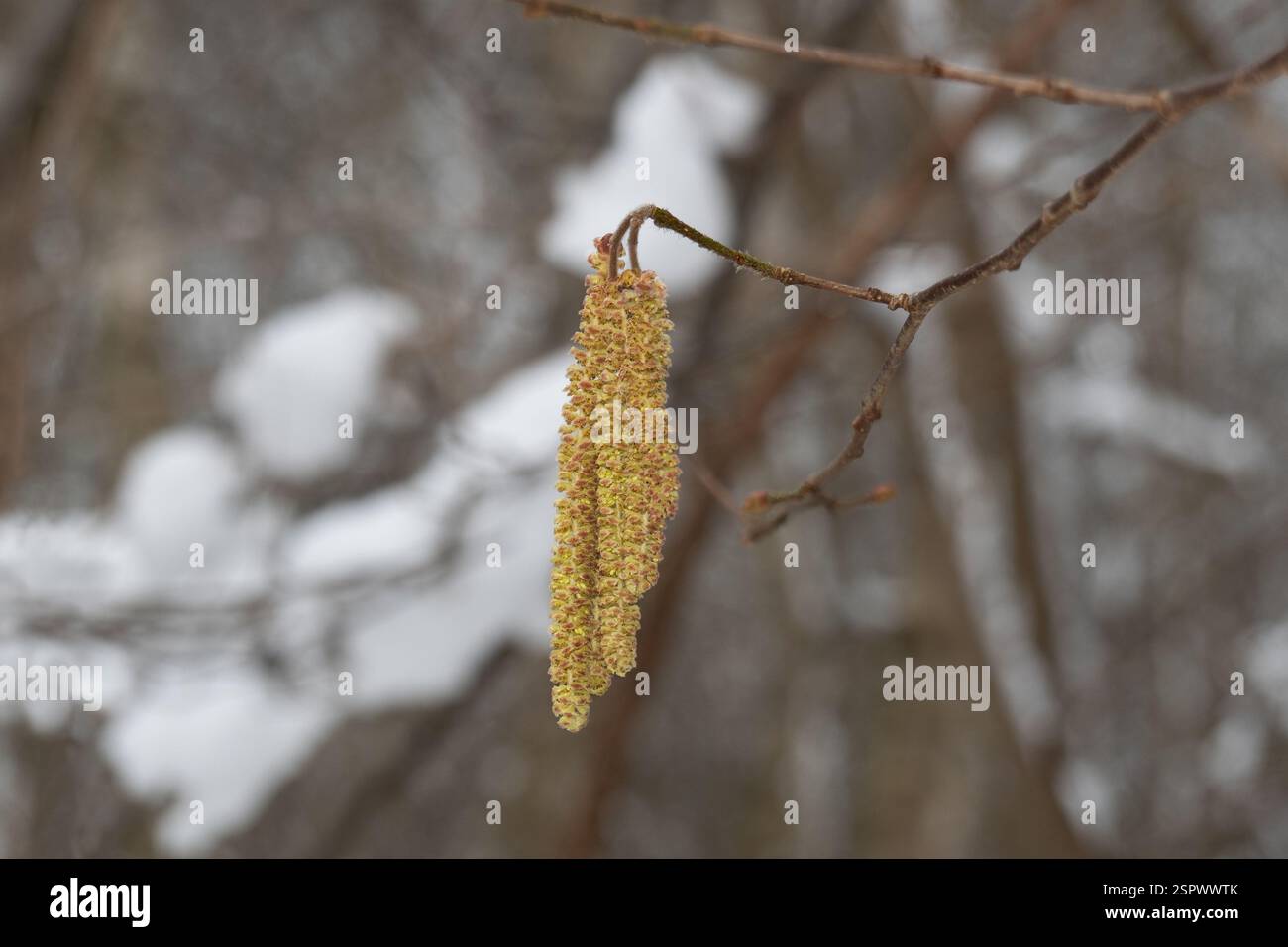 Male catkins of a hazel tree, blooming in winter, snow is still on the ...