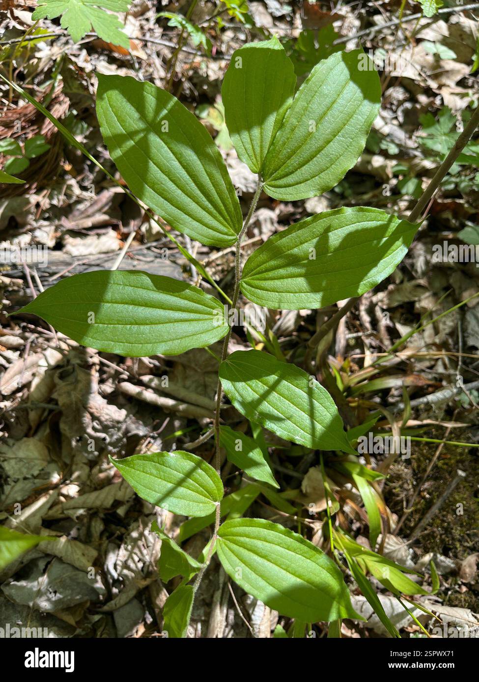 spotted mandarin (Prosartes maculata), Plantae, Haywood County, NC, USA ...