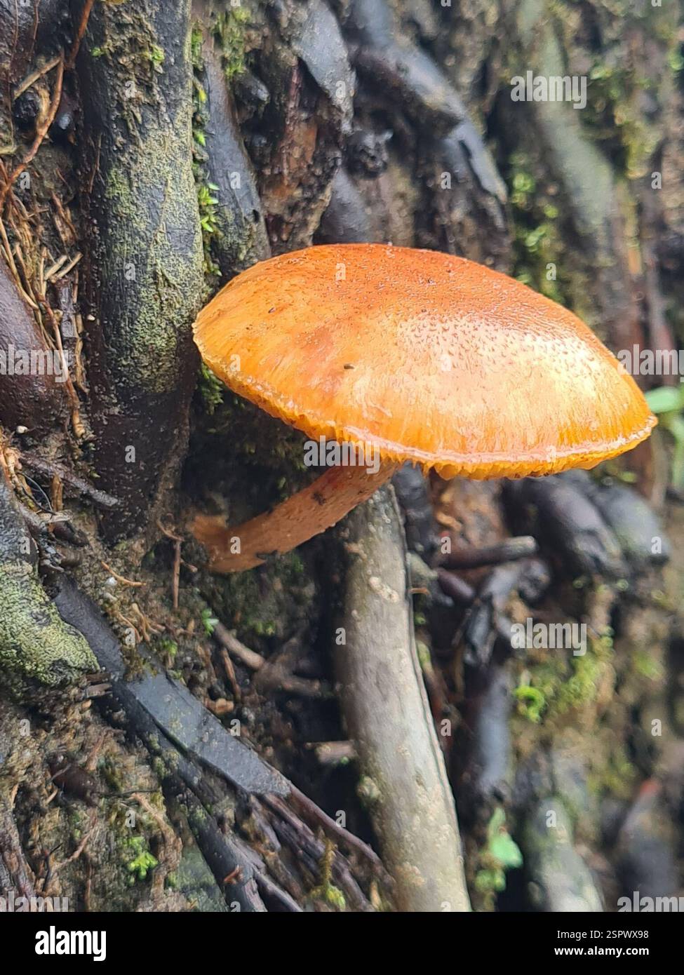 mushrooms, bracket fungi, puffballs, and allies (Agaricomycetes), Fungi ...