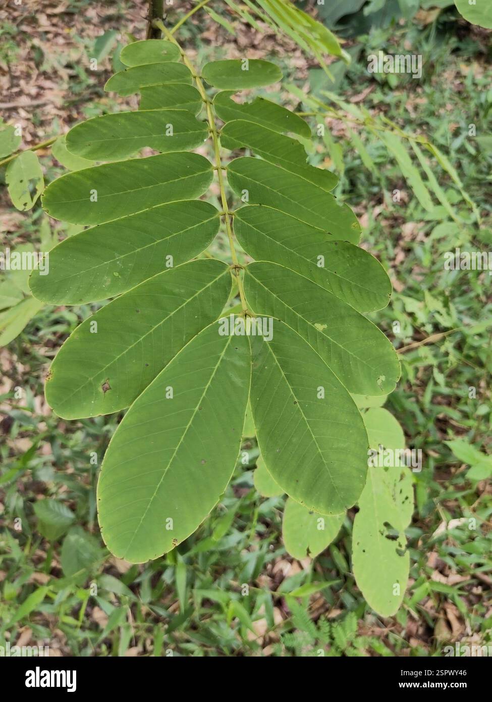reticulate senna (Senna reticulata), Plantae, Charlesburg, Paramaribo ...