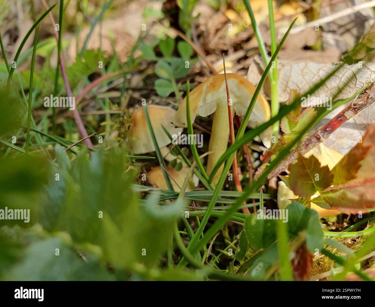 Sulphur Tuft (Hypholoma fasciculare), Fungi, Mangotsfield Rural ...