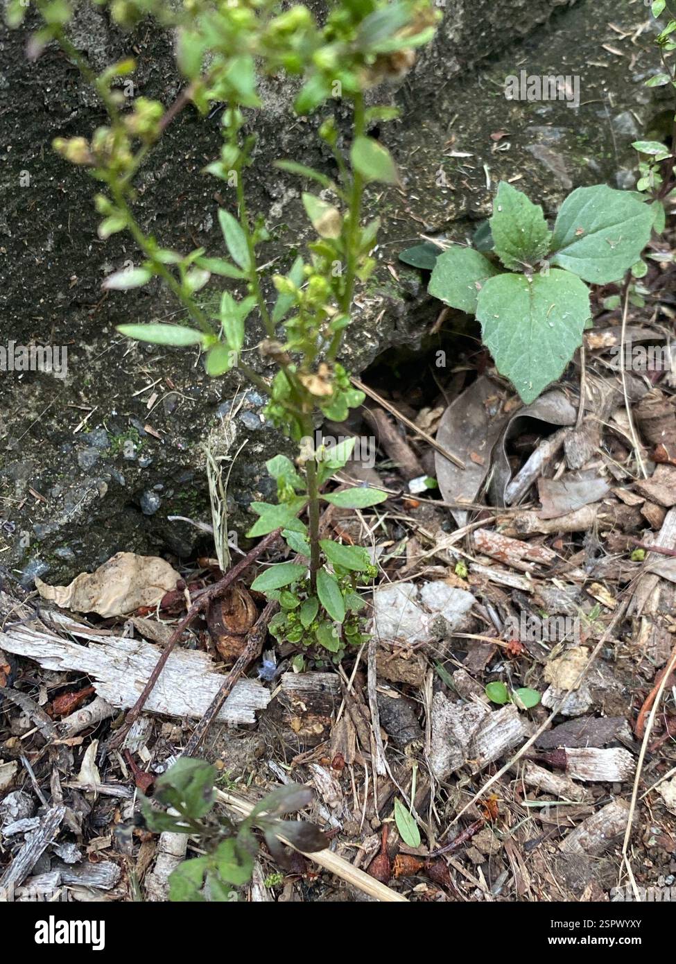 flowering plants (Angiospermae), Plantae, Hilliard State School ...