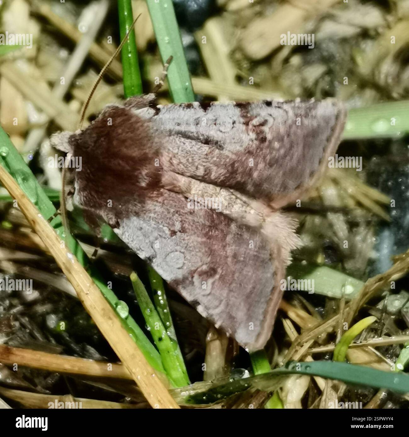 Red Chestnut (Cerastis rubricosa), Insecta, 31160 Urjala, Suomi Stock ...