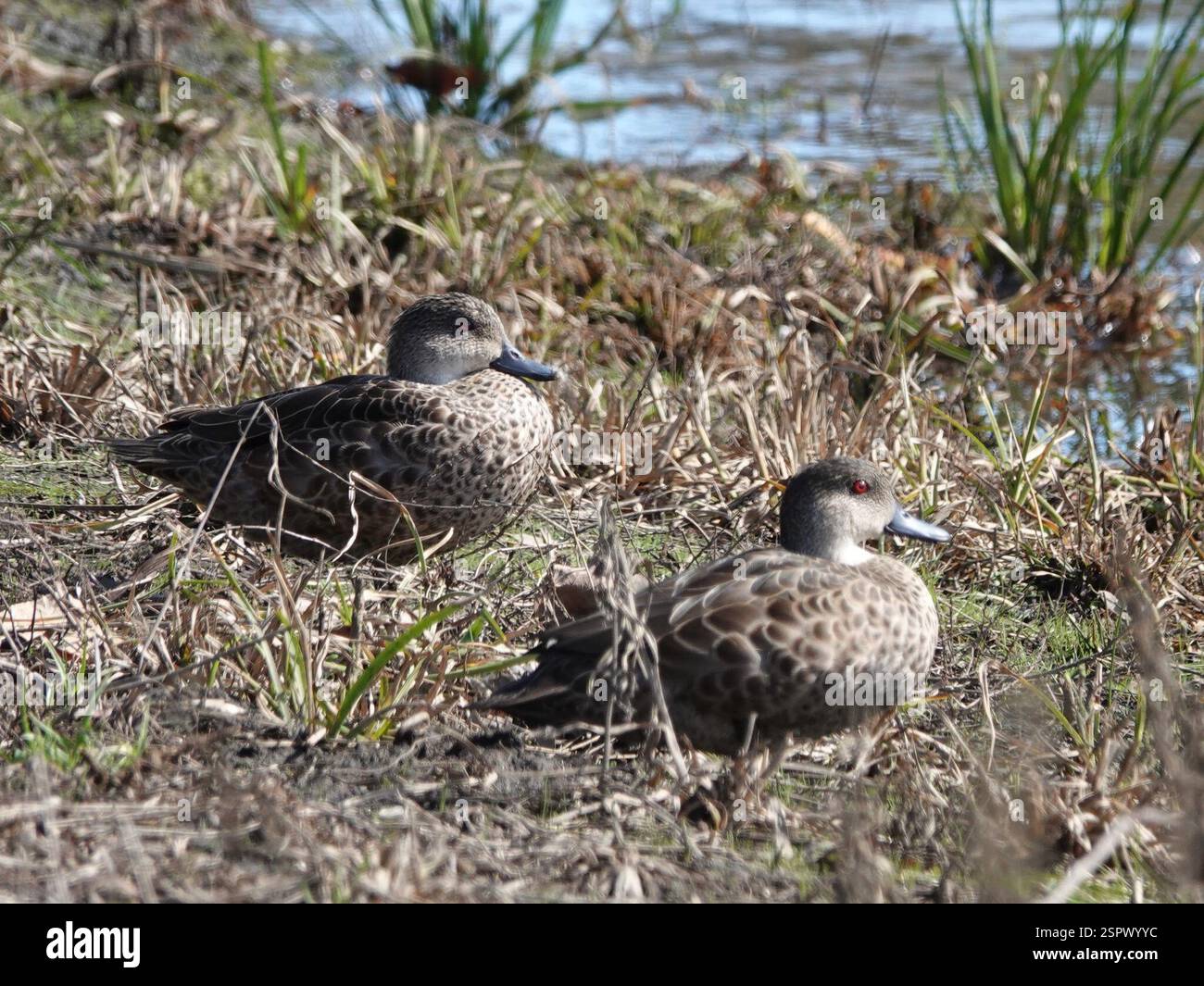 Grey Teal (Anas gracilis), Aves, Eastfield Park, Croydon, VIC, AU ...