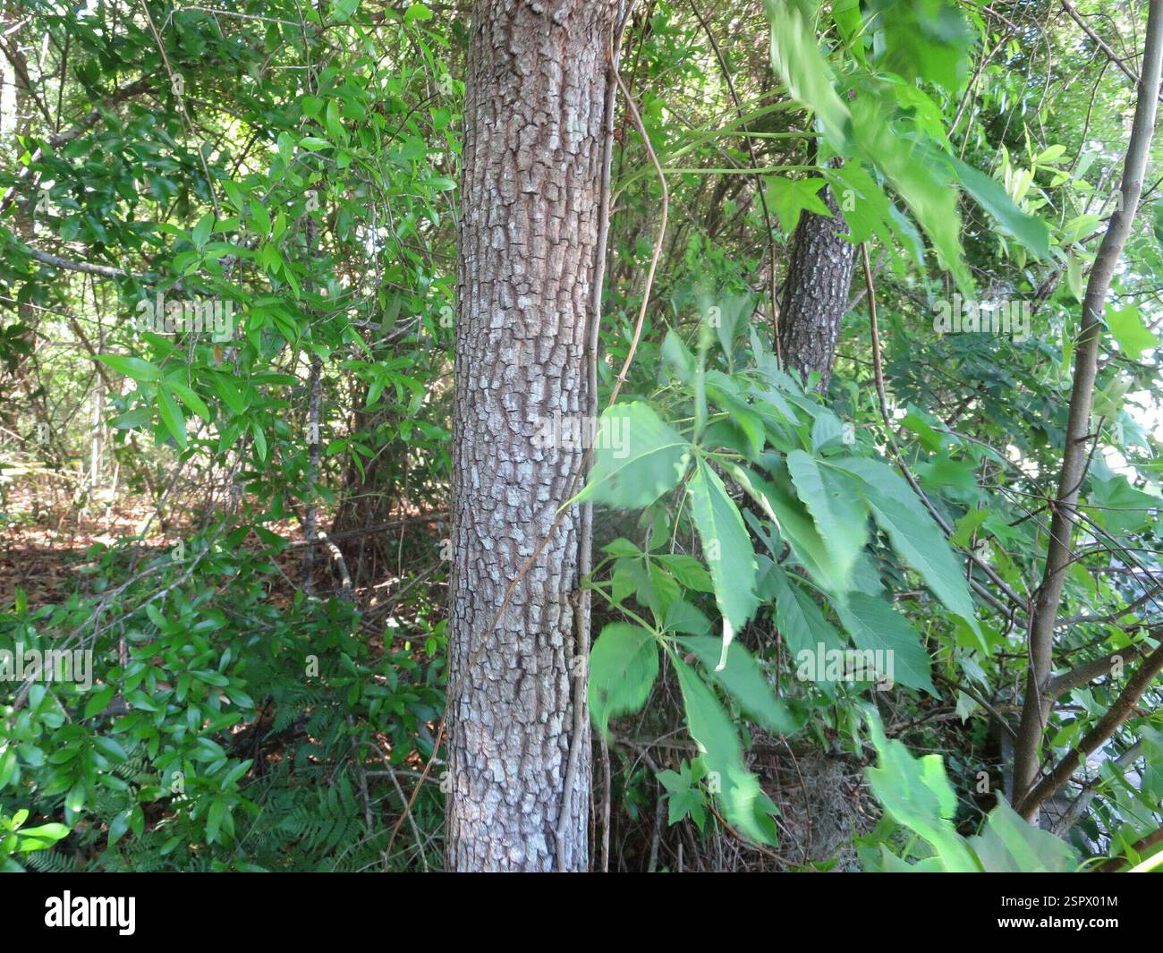 American persimmon (Diospyros virginiana), Plantae, Wilshire Estates ...