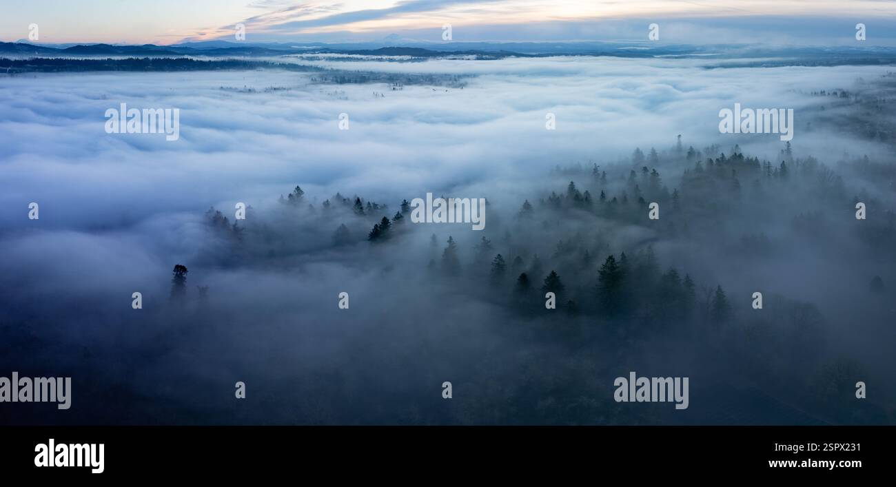 Just the tips of the tallest trees are exposed as morning fog drifts ...