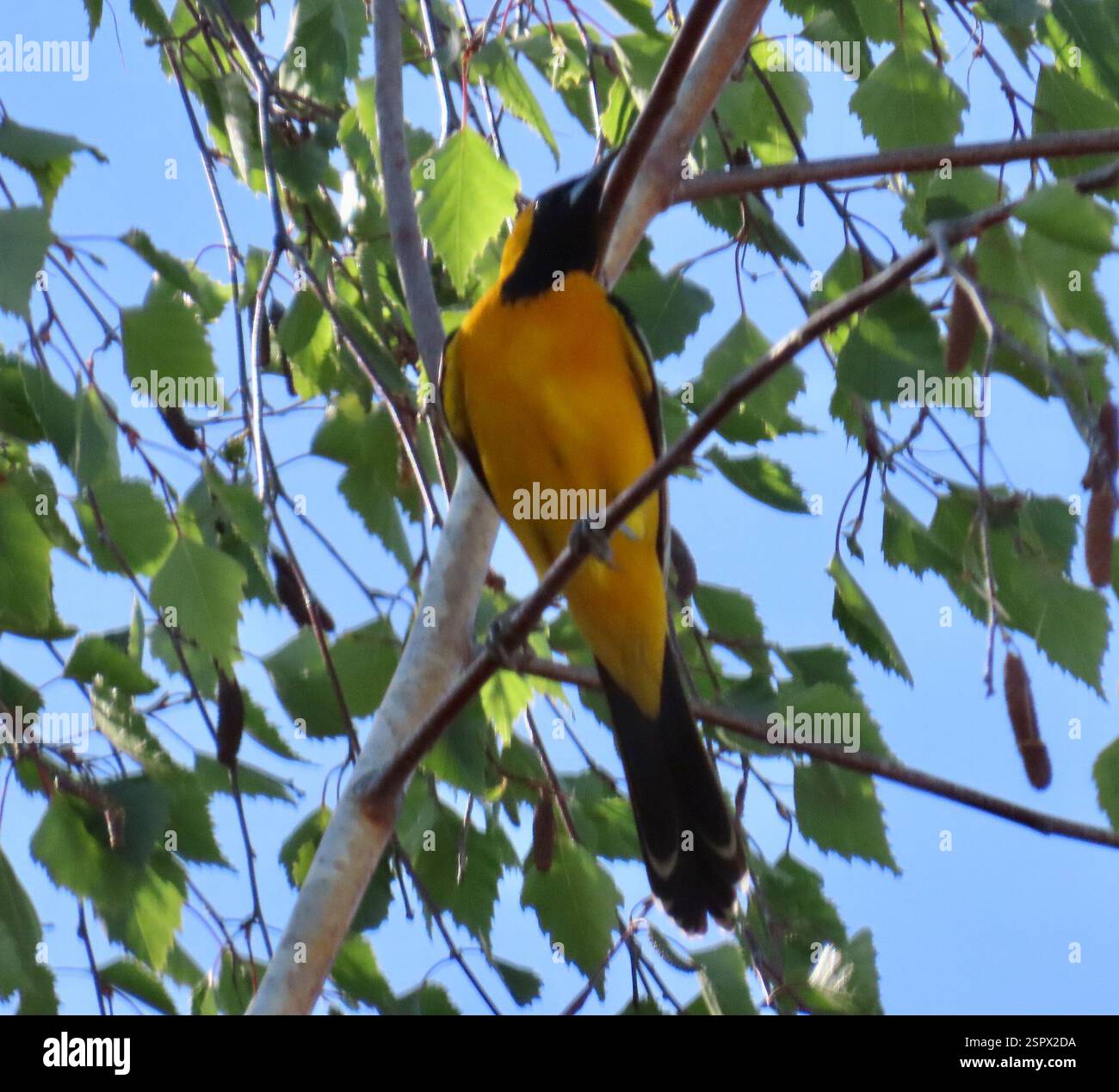 Hooded Oriole (Icterus cucullatus), Aves, Country Park Rd, Salinas, CA ...
