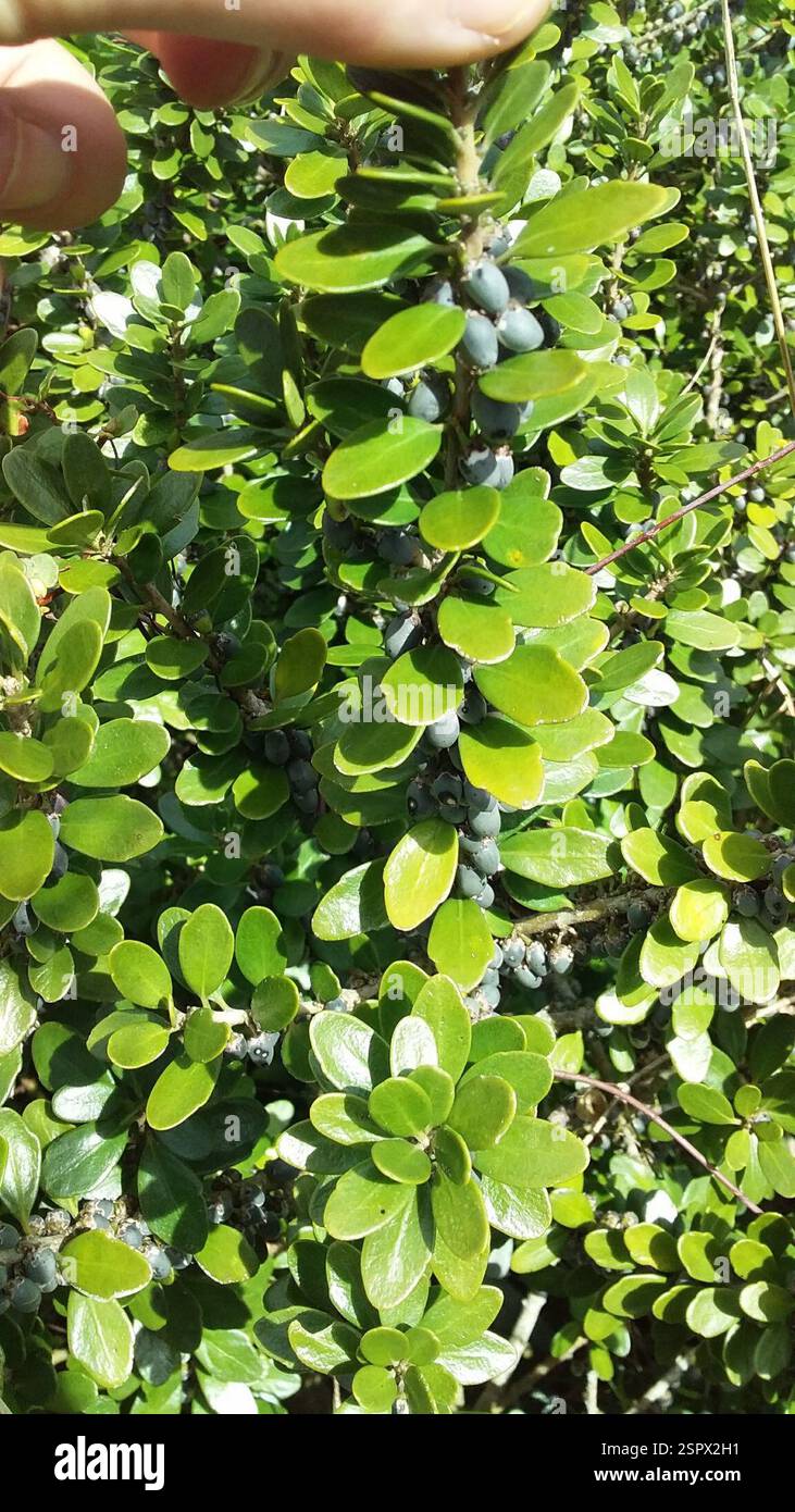 Cook Strait Māhoe (Melicytus orarius), Plantae, Matiu/Somes Island ...