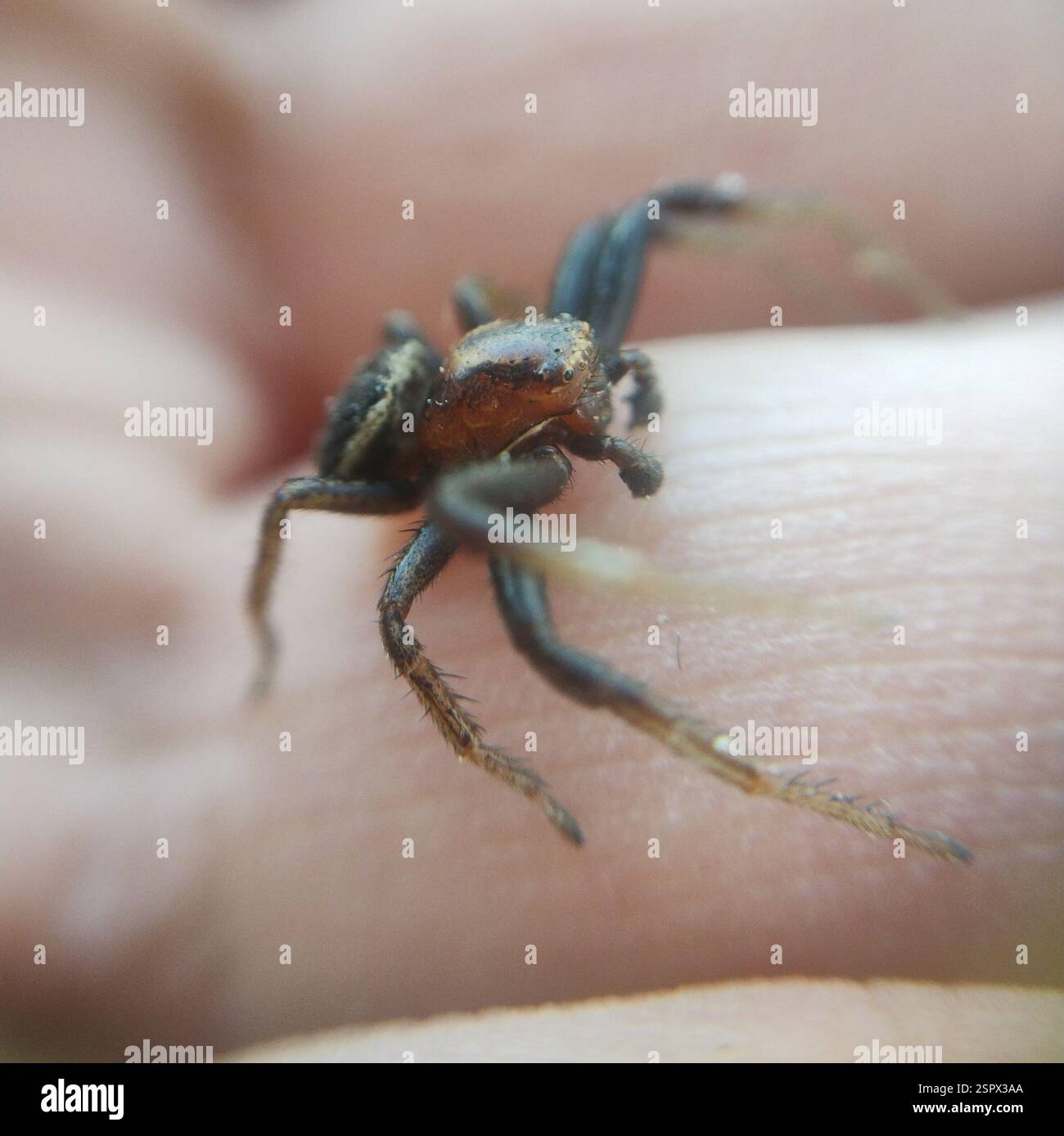 Double-banded Crab-spider (Xysticus bifasciatus), Arachnida, Kosanin ...