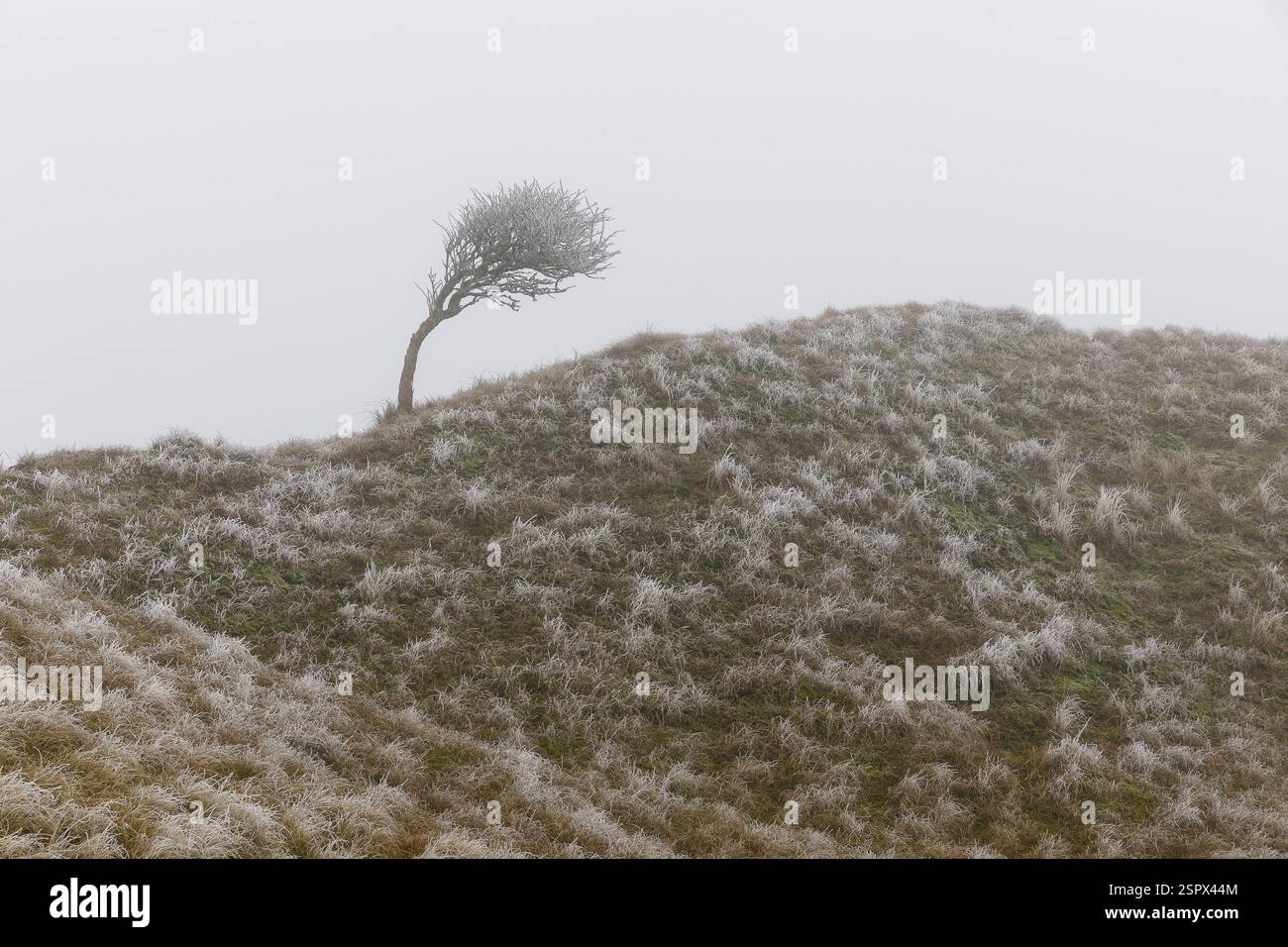 Solitärbaum, krumm vom Wind in den Dünen bei Nebel und Raureif ...