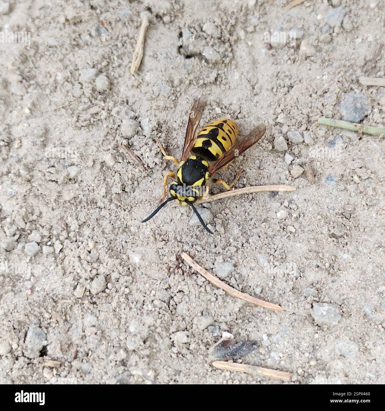 German Yellowjacket (Vespula germanica), Insecta, Kosanin dol ...
